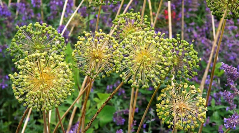 When to plant allium bulbs according to our gardening expert