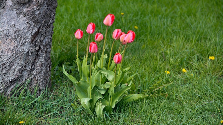 When to plant tulip bulbs according to our gardening expert