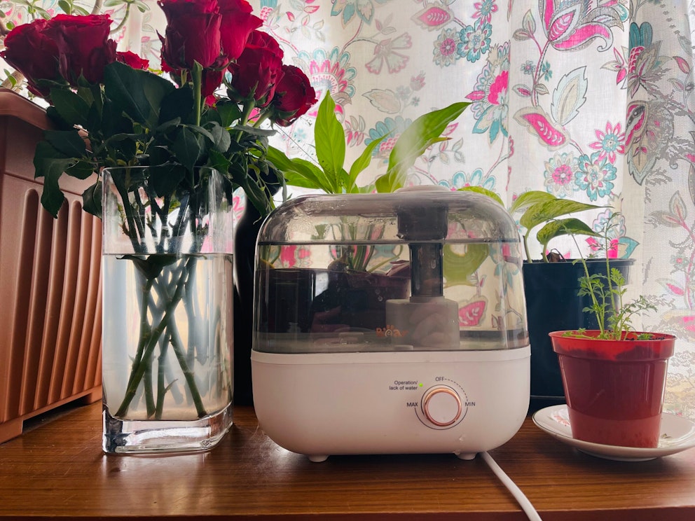 Best indoor plant humidifiers 2025