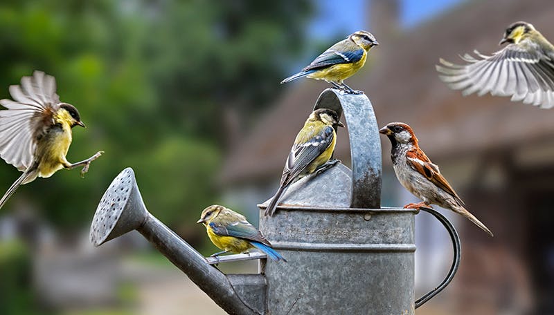 Popular British birds you'll likely find in your garden