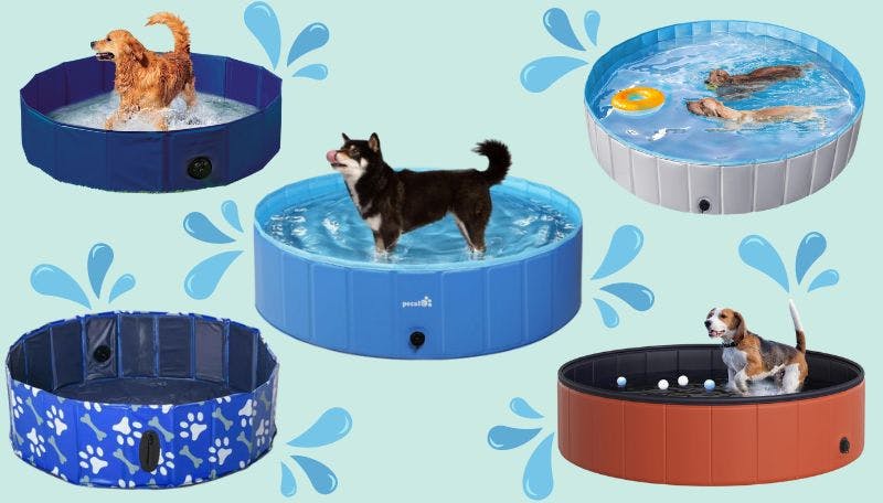 Best dog paddling pools for splashing and swimming