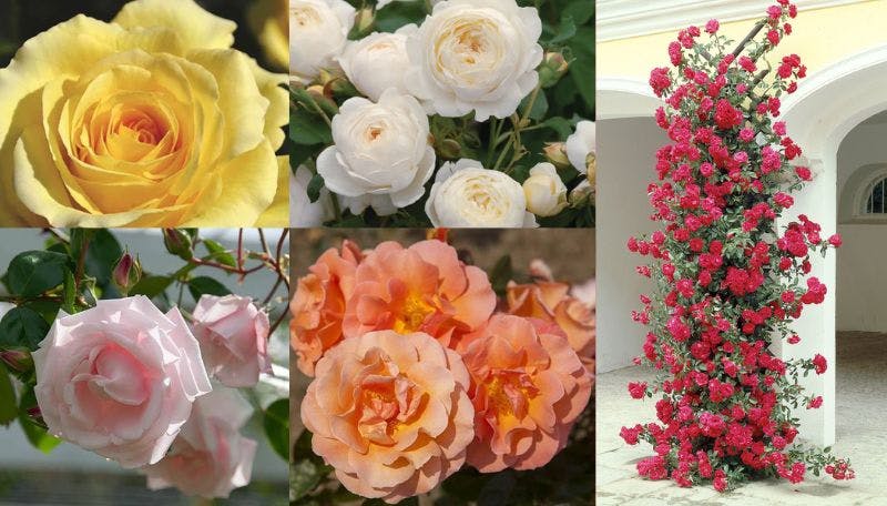 Best climbing roses for a charming English garden 2024