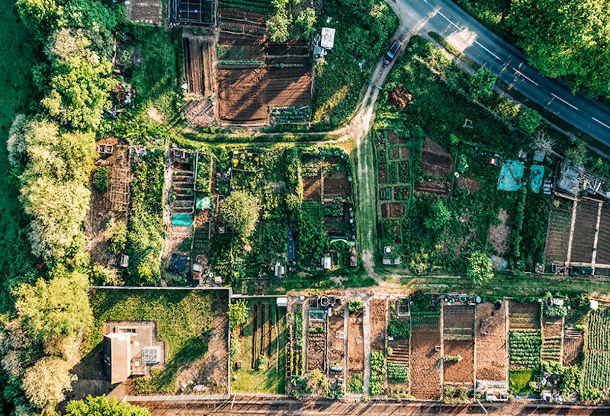 Allotment ideas for beginners