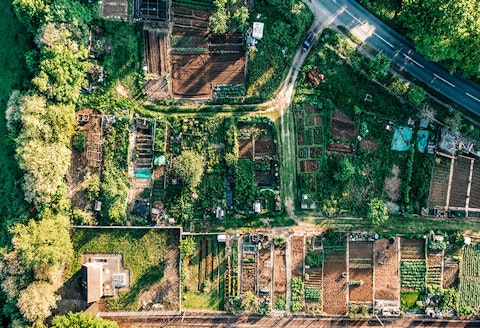 Allotment ideas for beginners