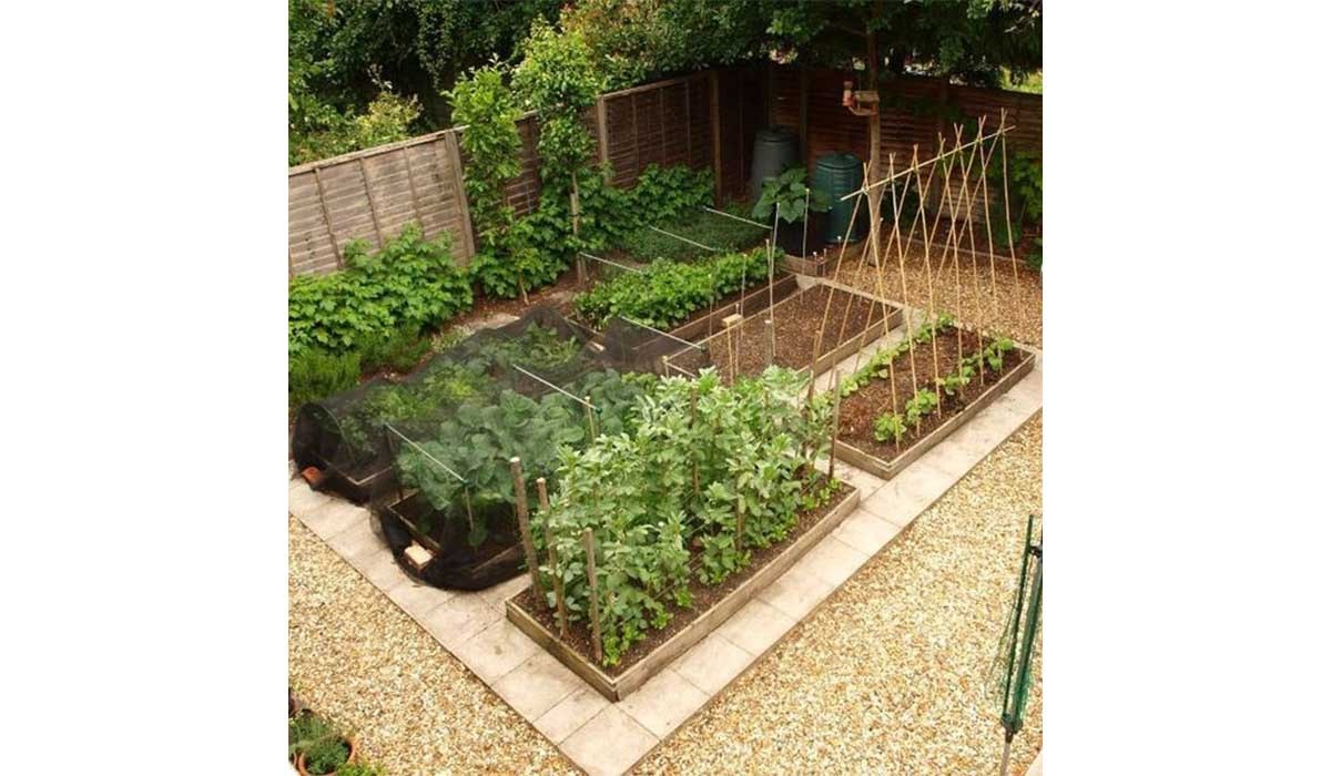 Allotment ideas for beginners