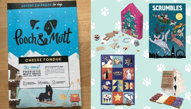 Best pet Advent calendar for furry friends big and small
