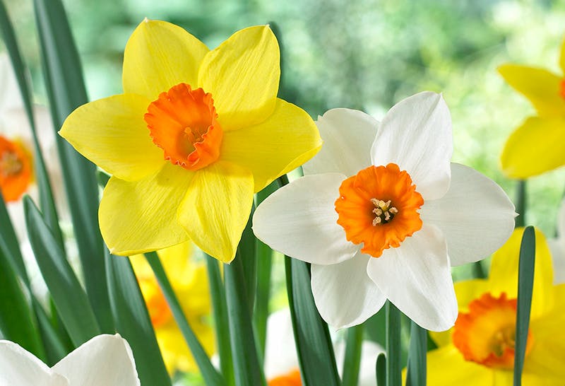 Daffodils to remember | Life | Yours