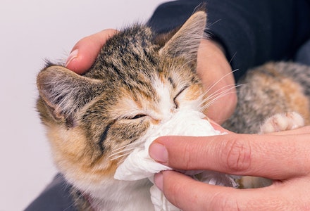 Cat flu symptoms and treatment | Life | Yours