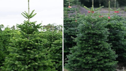 The best types of Christmas trees for your home | Life | Yours
