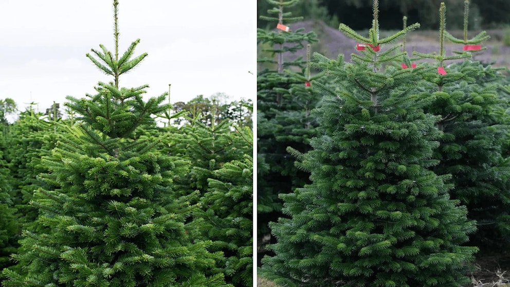 The best types of Christmas trees for your home