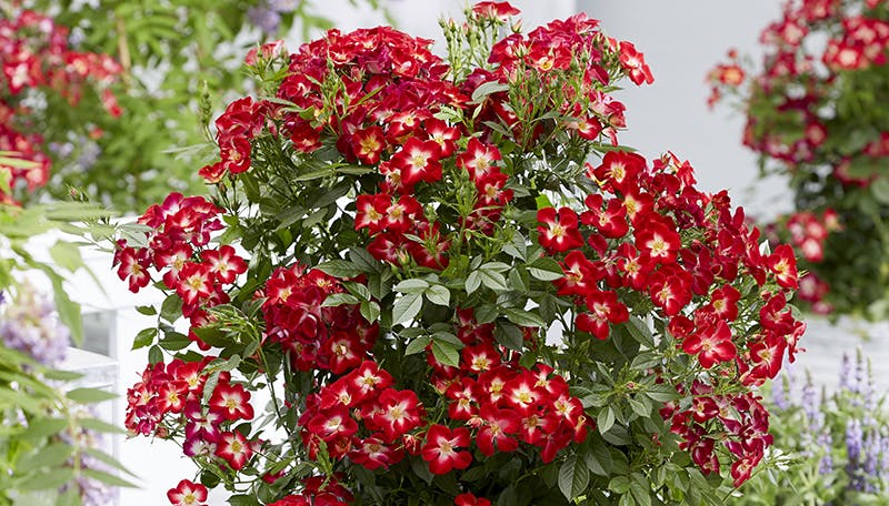 Rosa Everglow Ruby | Life | Yours