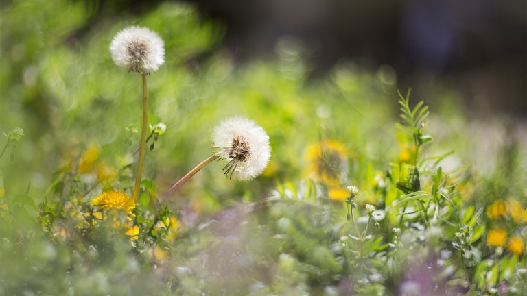 How to build your own wild garden