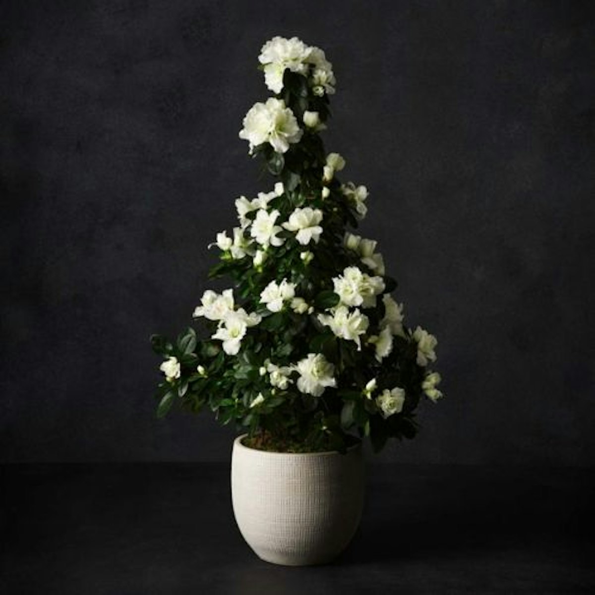 Waitrose flower delivery: options and prices