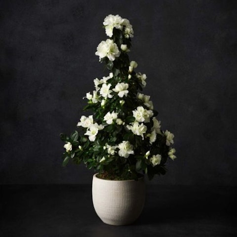 Waitrose flower delivery: options and prices