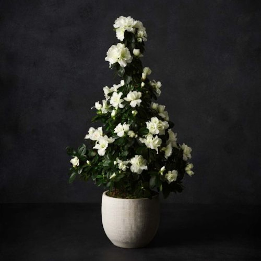 Waitrose flower delivery: options and prices