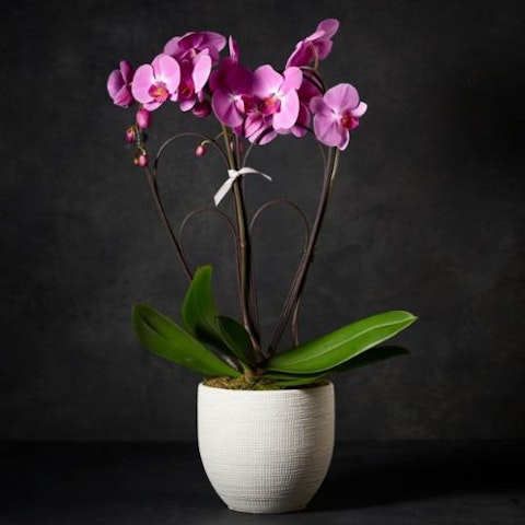 Waitrose flower delivery: options and prices