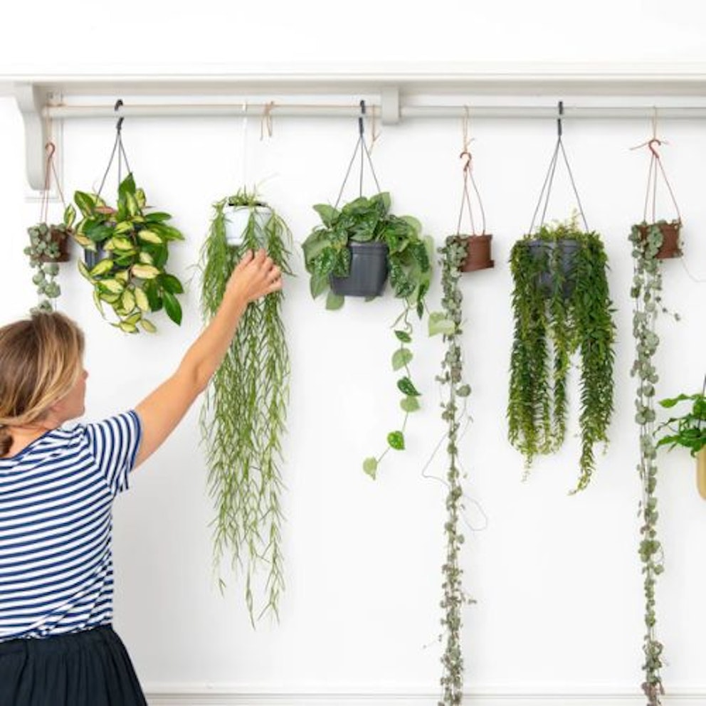 Best Plant Subscription Boxes for All Plant Lovers | Life | Yours