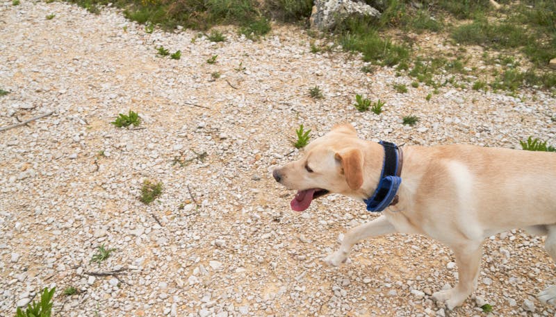 The best GPS trackers for dogs so you always know where they are 2024