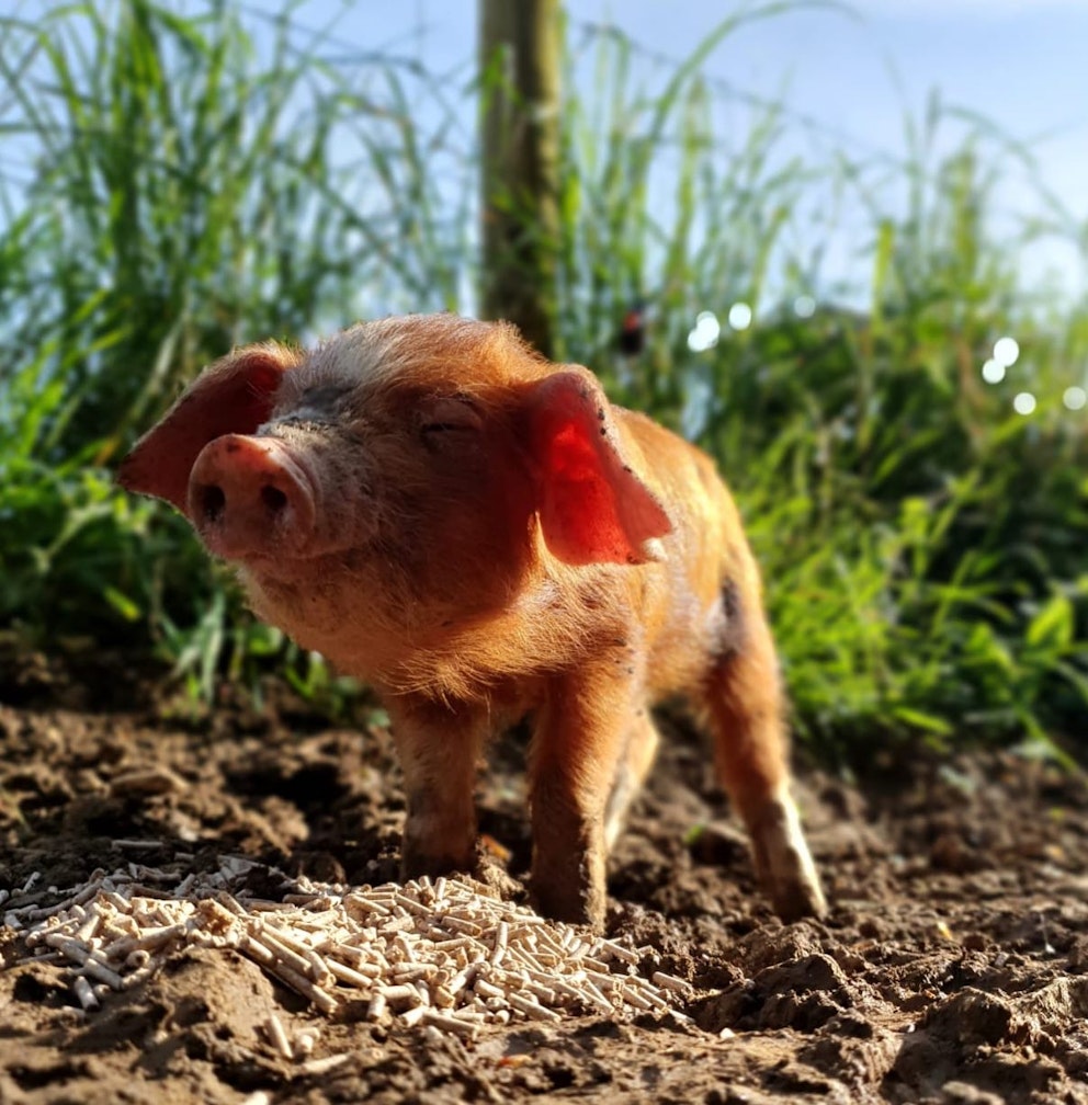 Cast of Clarkson's Farm and what we know about season 4