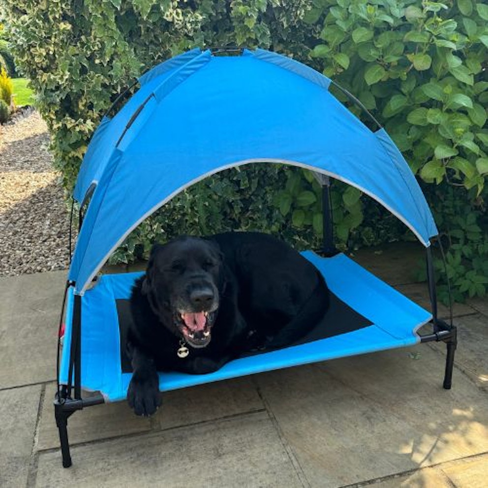 Best cooling dog beds to keep your canine cool this summer
