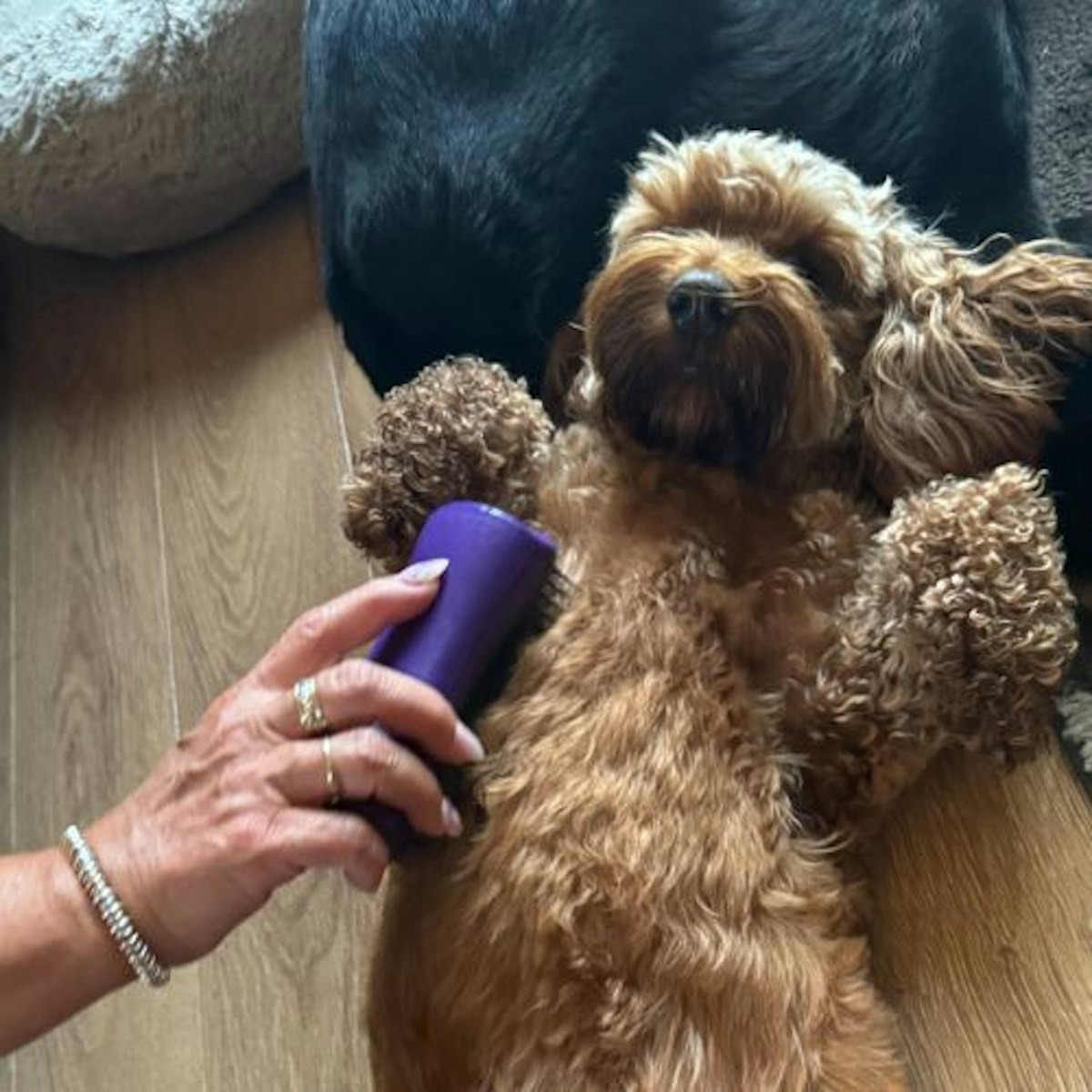 Tried and Tested: Best brush for a Cockapoo to remove tangles