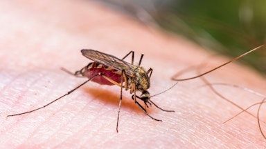 10 best mosquito repellents UK: tried and tested