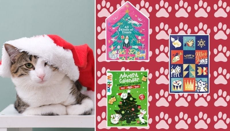 Best cat Advent calendars for a furry festive countdown