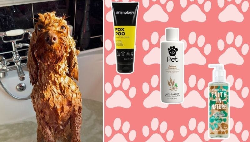 Tried + Tested: The best dog shampoos for squeaky clean pups