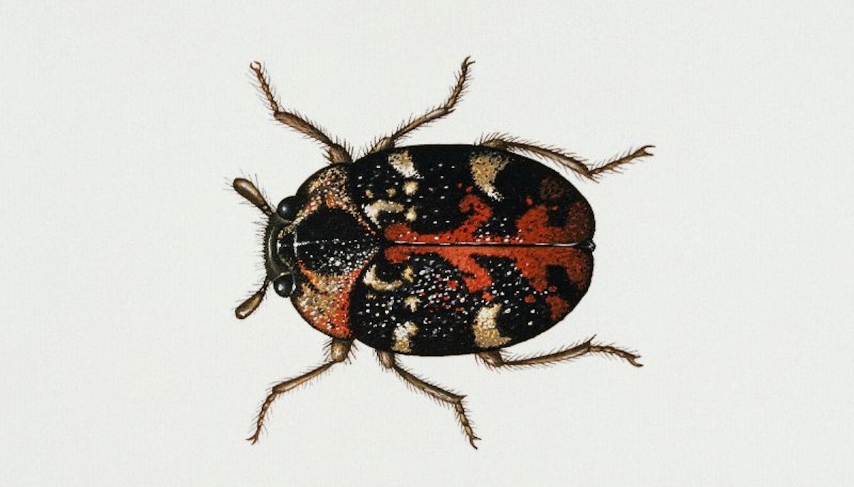 How to get rid of carpet bugs fast, according to an expert