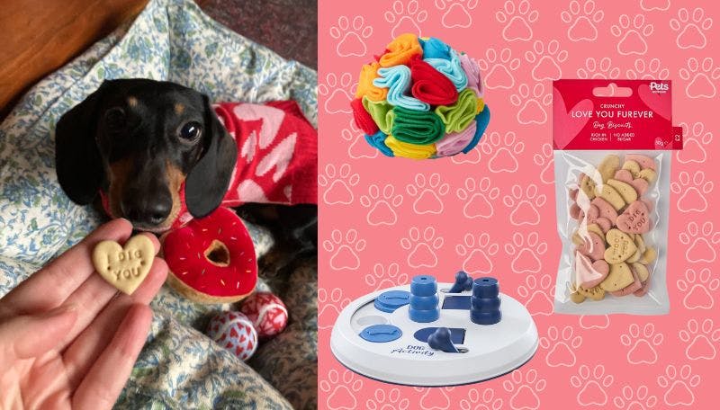 Best gifts for dogs 2026