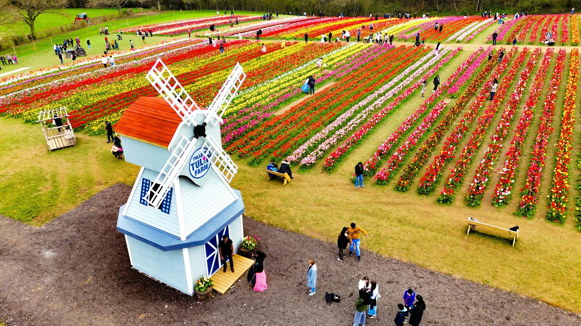 Win Four tickets to Tulleys Tulip Farms complete with a bouquet and ...