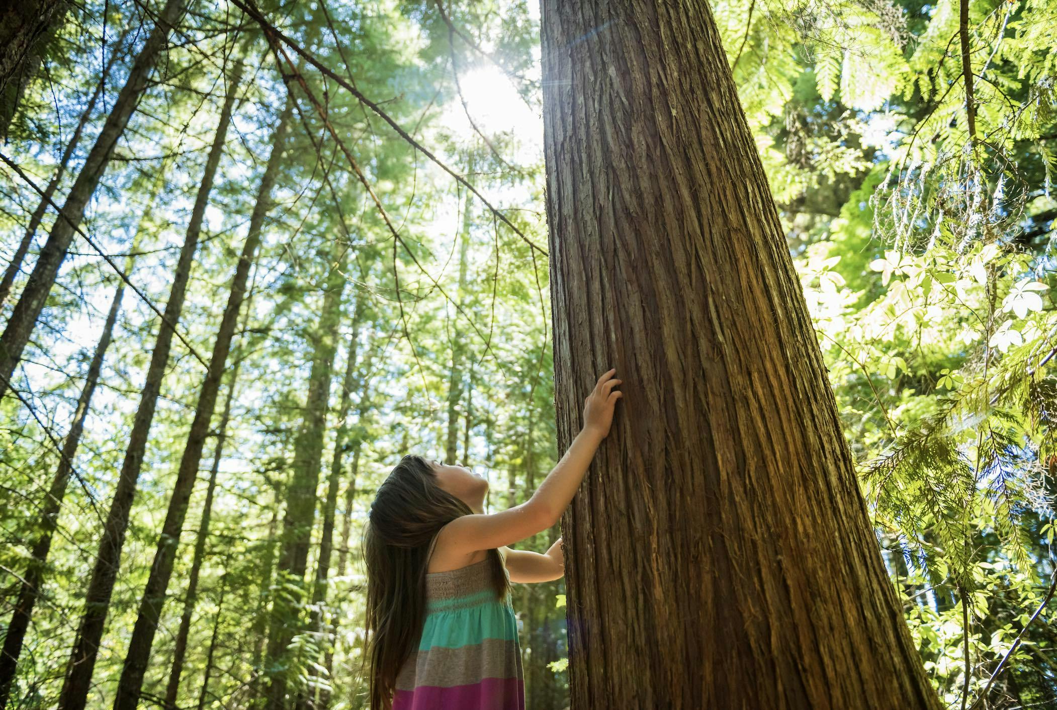 Would you send your children to a forest school?
