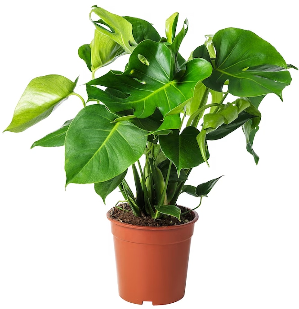 How To Take Care Of Cheese Plants (Plus Our Faves To Buy)