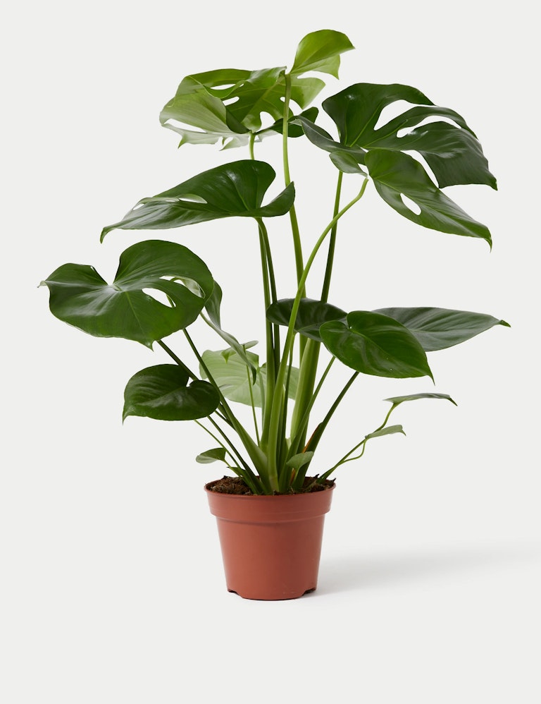 How To Take Care Of Cheese Plants (Plus Our Faves To Buy)