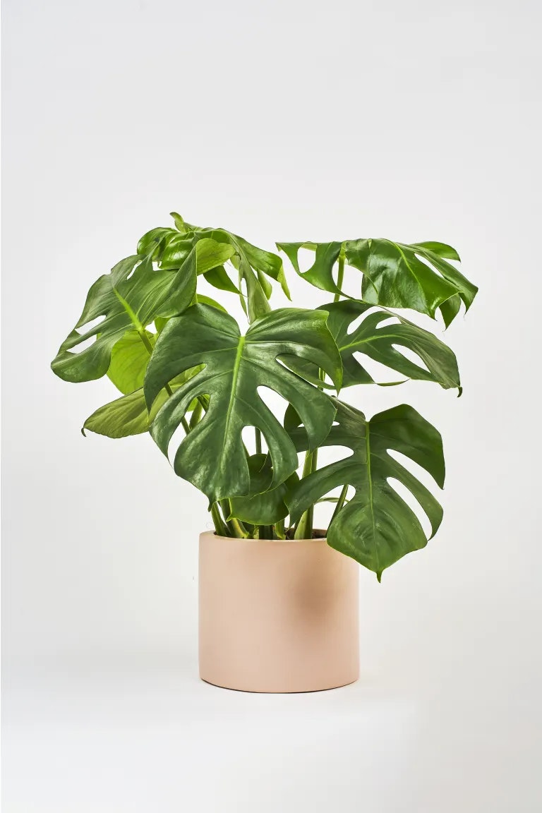 How To Take Care Of Cheese Plants (Plus Our Faves To Buy)