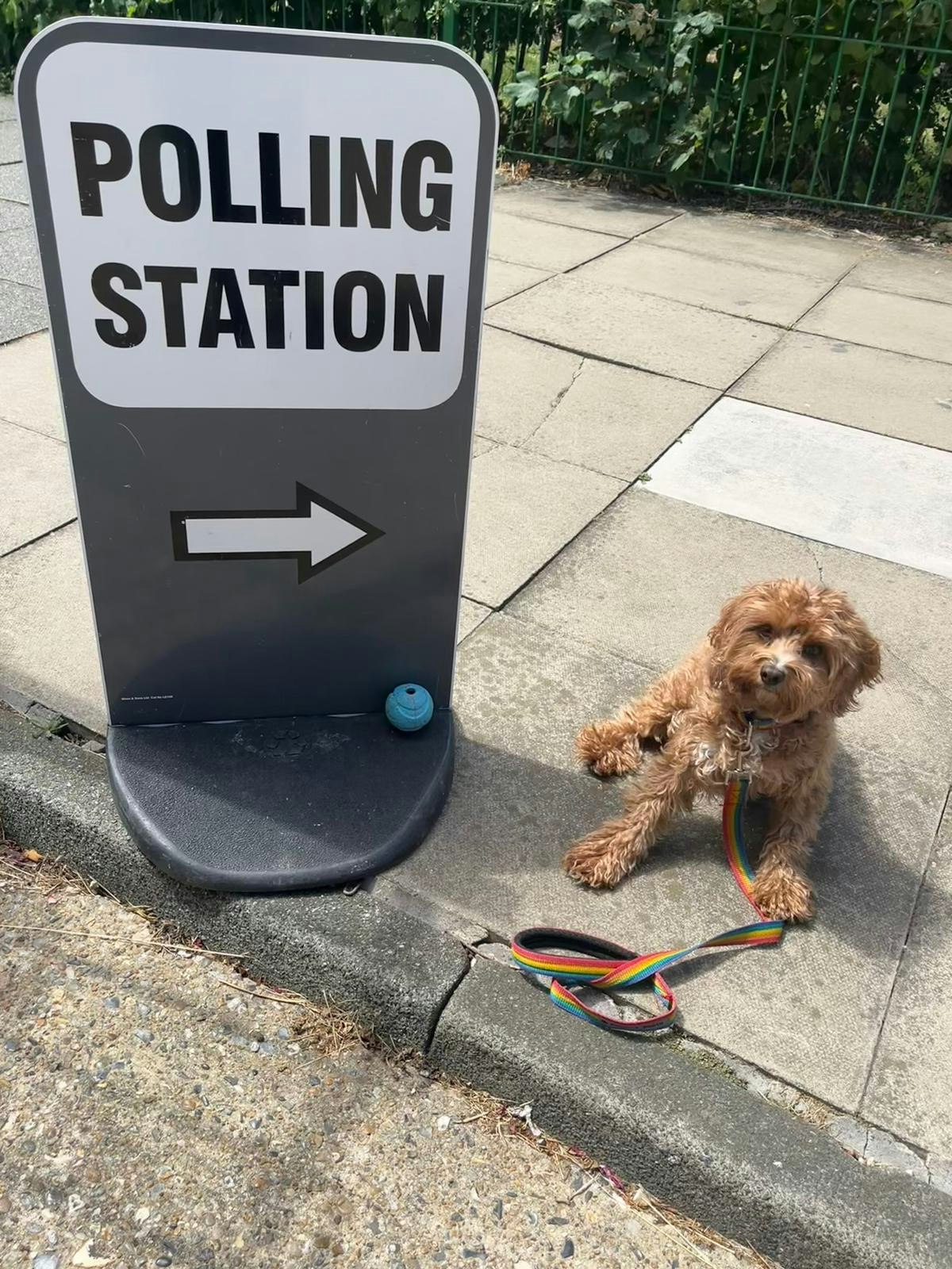 Dogs at polling stations will bring a smile to your face this Thursday