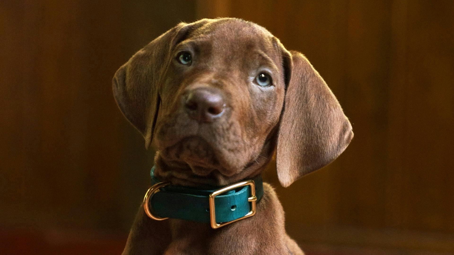 Netflix’s Live-Action Scooby-Doo Divides Fans Over 'Real Dog'