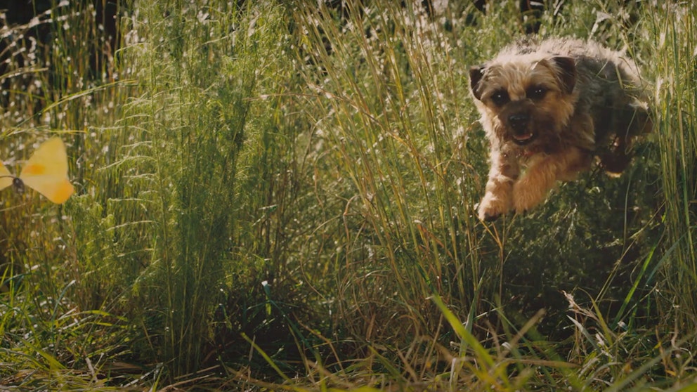 Strays Trailer Breakdown: Josh Greenbaum Talks Will Ferrell, Humping ...