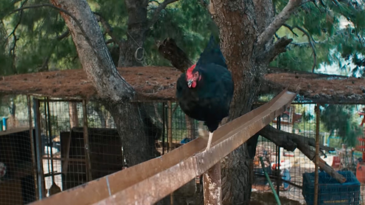 Hen review — 'Chicken Run for intellectuals'