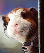 See Pictures Of Guinea Pigs! | Movies | Empire