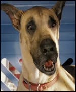 New Marmaduke Trailer Arrives | Movies | Empire