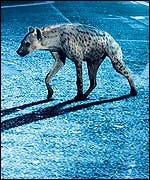 New International Poster for Edinburgh Film Festival Opener Hyena ...