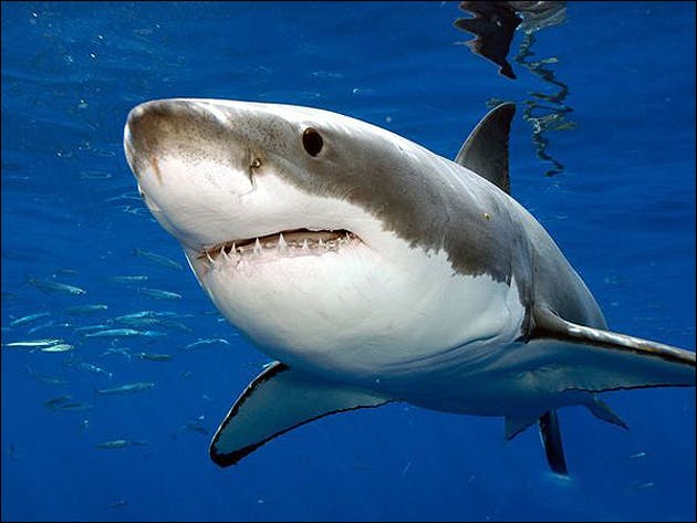 Louis Leterrier To Direct In The Deep | Movies | Empire