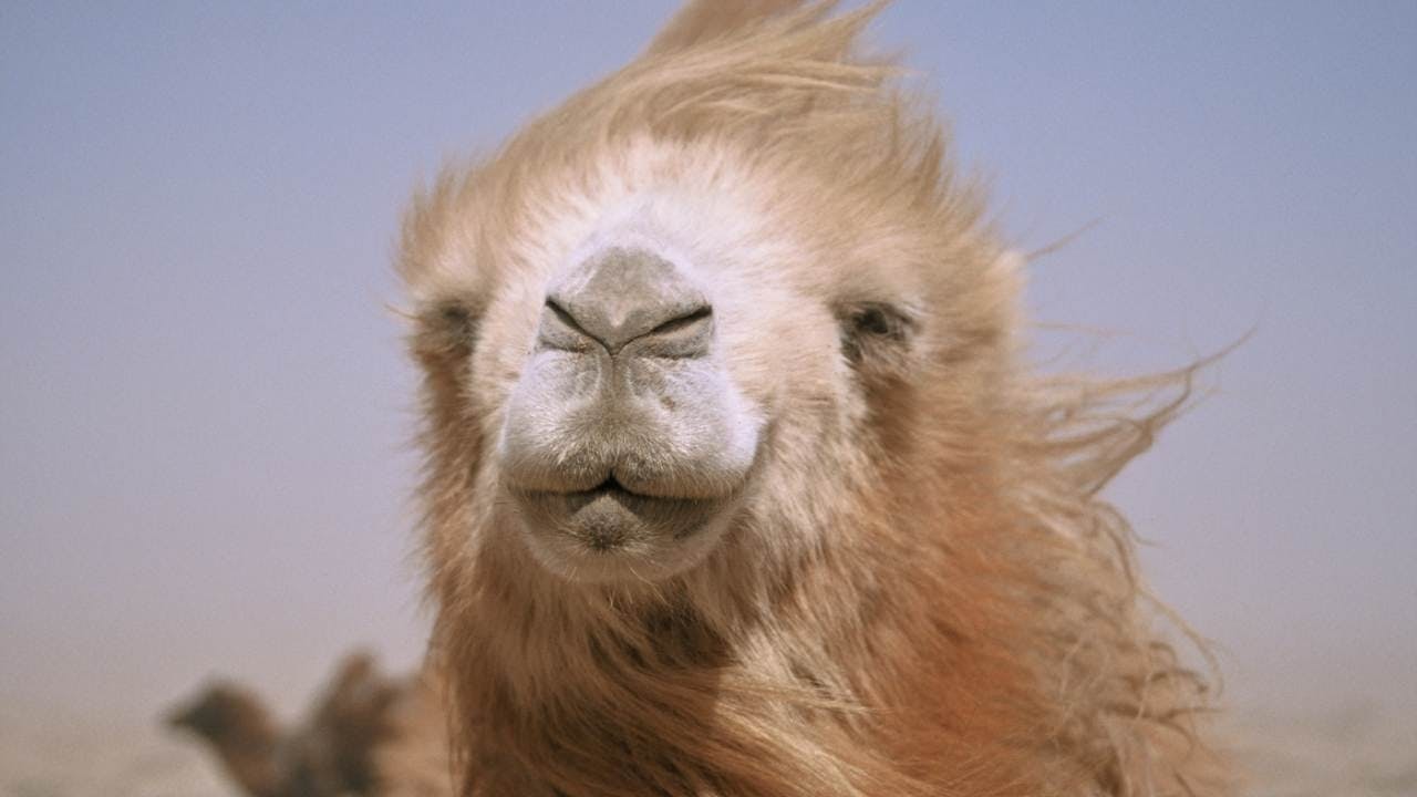 The Story of the Weeping Camel Review | Movie - Empire