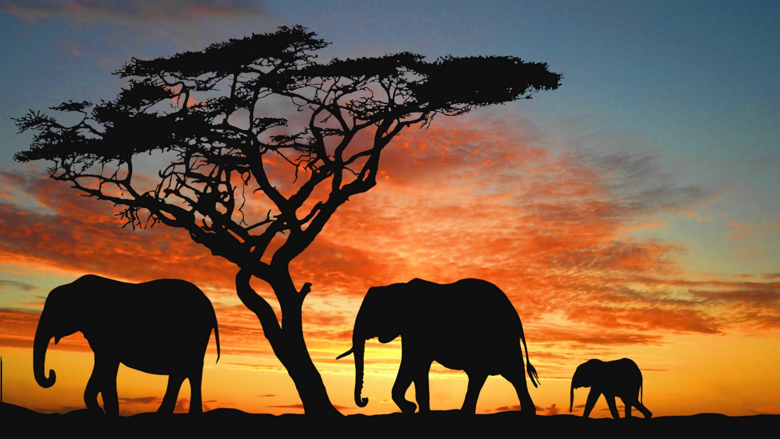 A Far Off Place Review | Movie - Empire