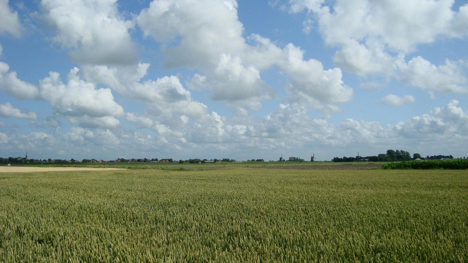 The Polish Bride Review | Movie - Empire