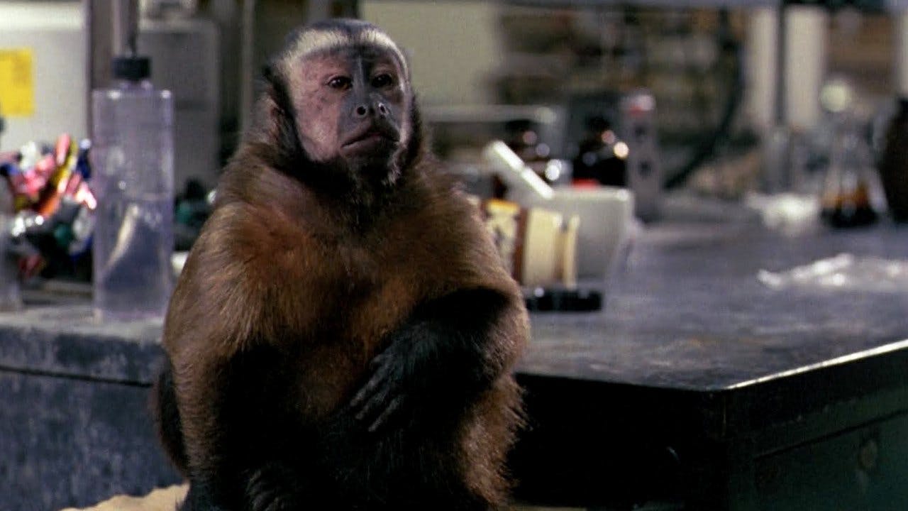 Monkey Shines Review | Movie - Empire