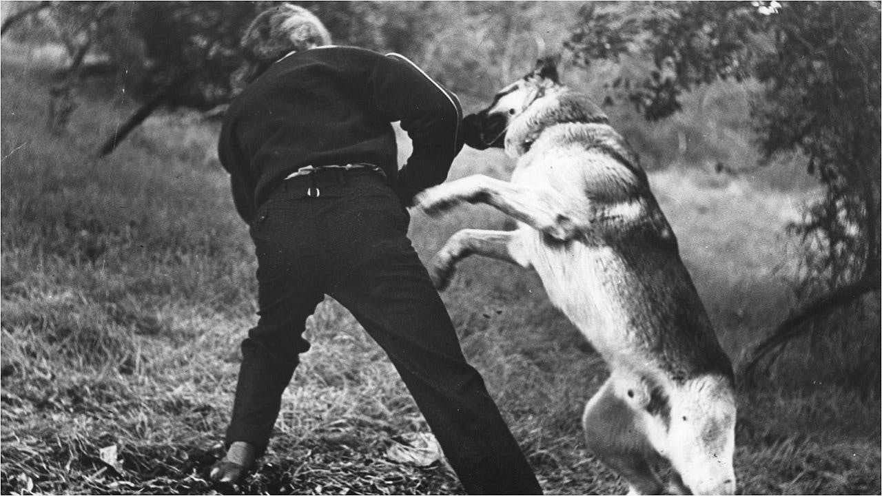 I Was A Teenage Werewolf Review | Movie - Empire