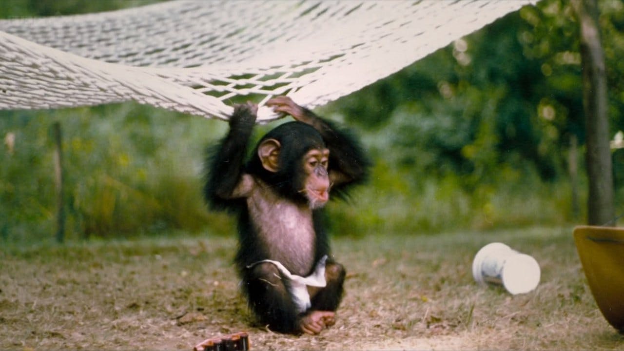 Project Nim Review | Movie - Empire