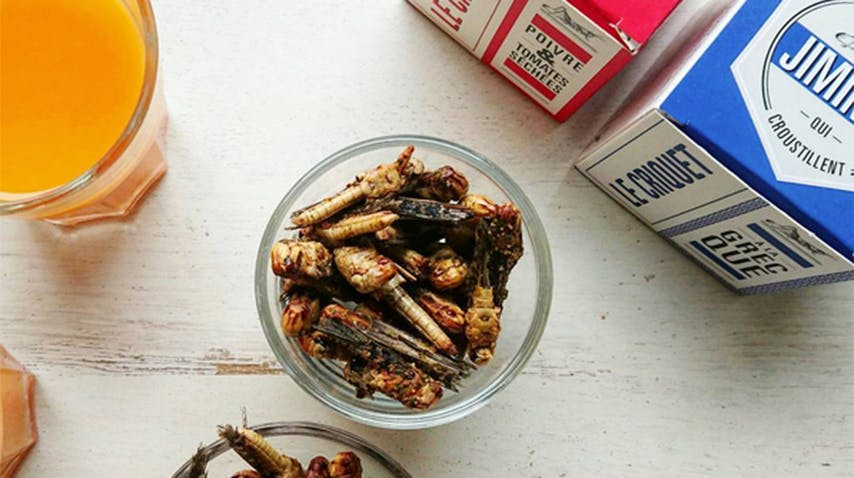 The 9to5 Foodie’s Guide To Health And Wellness: Entomophagy AKA Edible ...